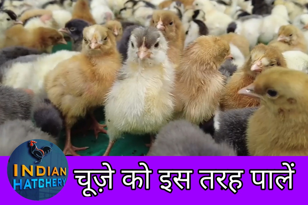 Black brooding process. ब्लैक ब्रूडिंग प्रक्रिया कैसे करें - Indian ...