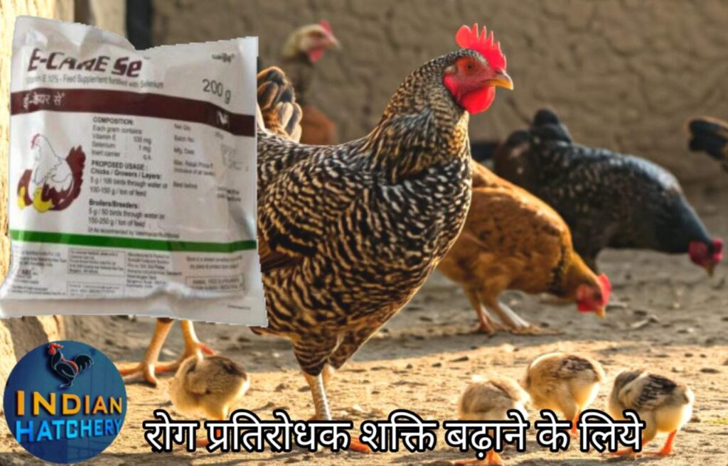 Murgi ki ankh me sujan (coryza) ka elaj. सर्दी-जुखाम कैसे ठीक करें ...