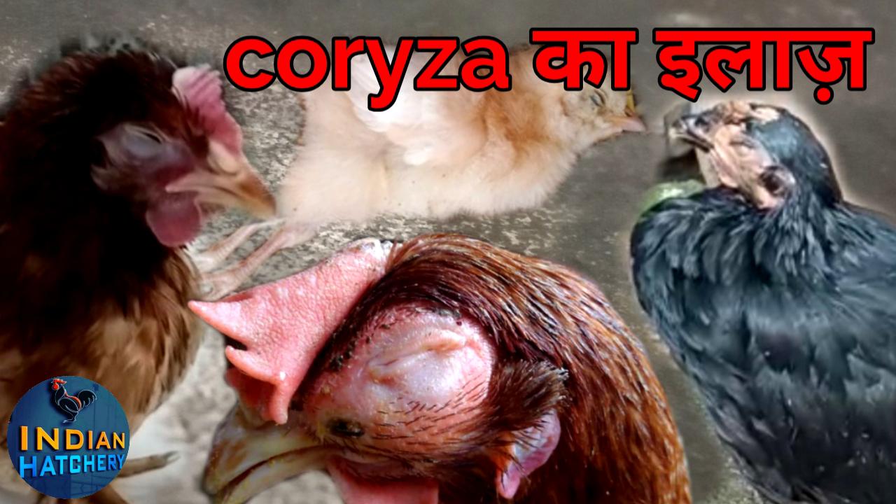 Murgi ki ankh me sujan (coryza) ka elaj. सर्दी-जुखाम कैसे ठीक करें ...